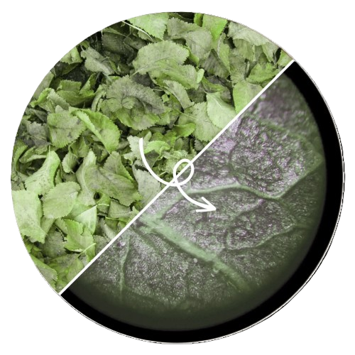 Digislides - Microscope Slide Set (48 pcs) – MiniLabbies